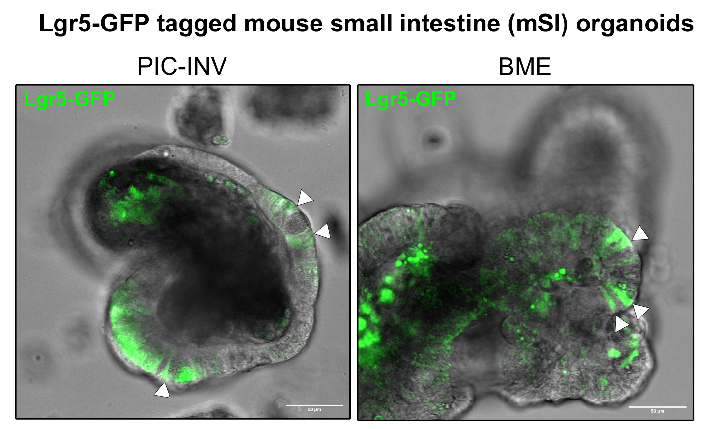 Bacteria to the rescue again: an animal-free gel to grow organoids