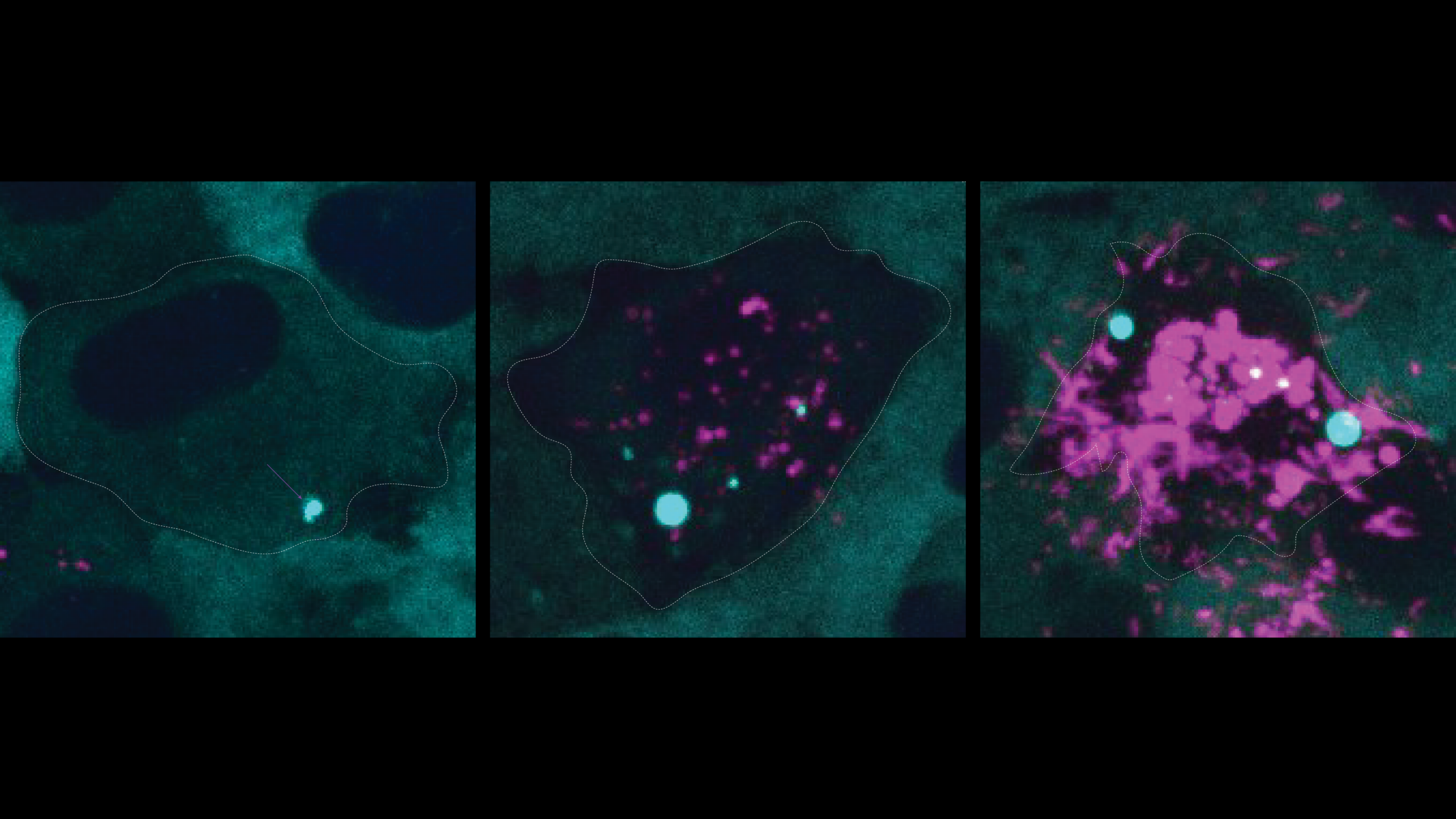 RSV particles require a starter kit for successful infection